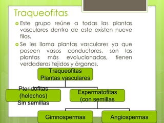 Reino plantae | PPTX