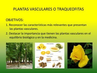 Plantas Traqueofitas