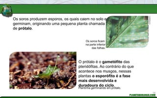 Reino Plantae. ESTUDO DO REINO DAS PLANTAS. | PPTX