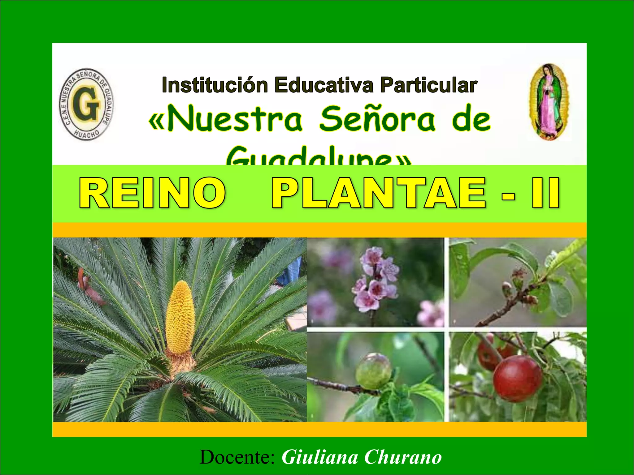 Reino plantae ii | PPT | Biological Sciences | Science
