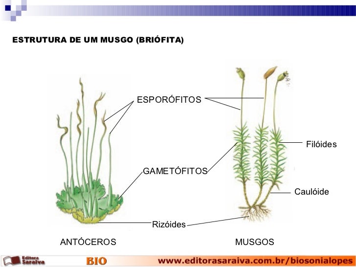 Reino plantae introdução - briófitas e ptridófitas