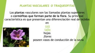 REINO PLANTAE - PLANTAS VASCULARES | PPTX