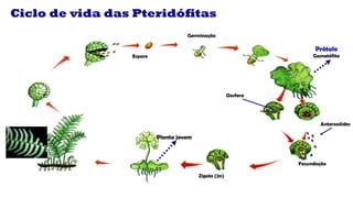 REINO PLANTAE_GRUPOS_8 ANO_23.pdf