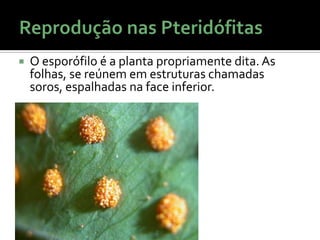 Reino plantae (metaphyta) | PPTX