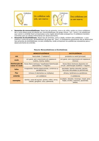 Reino plantae ou metaphyta | PDF