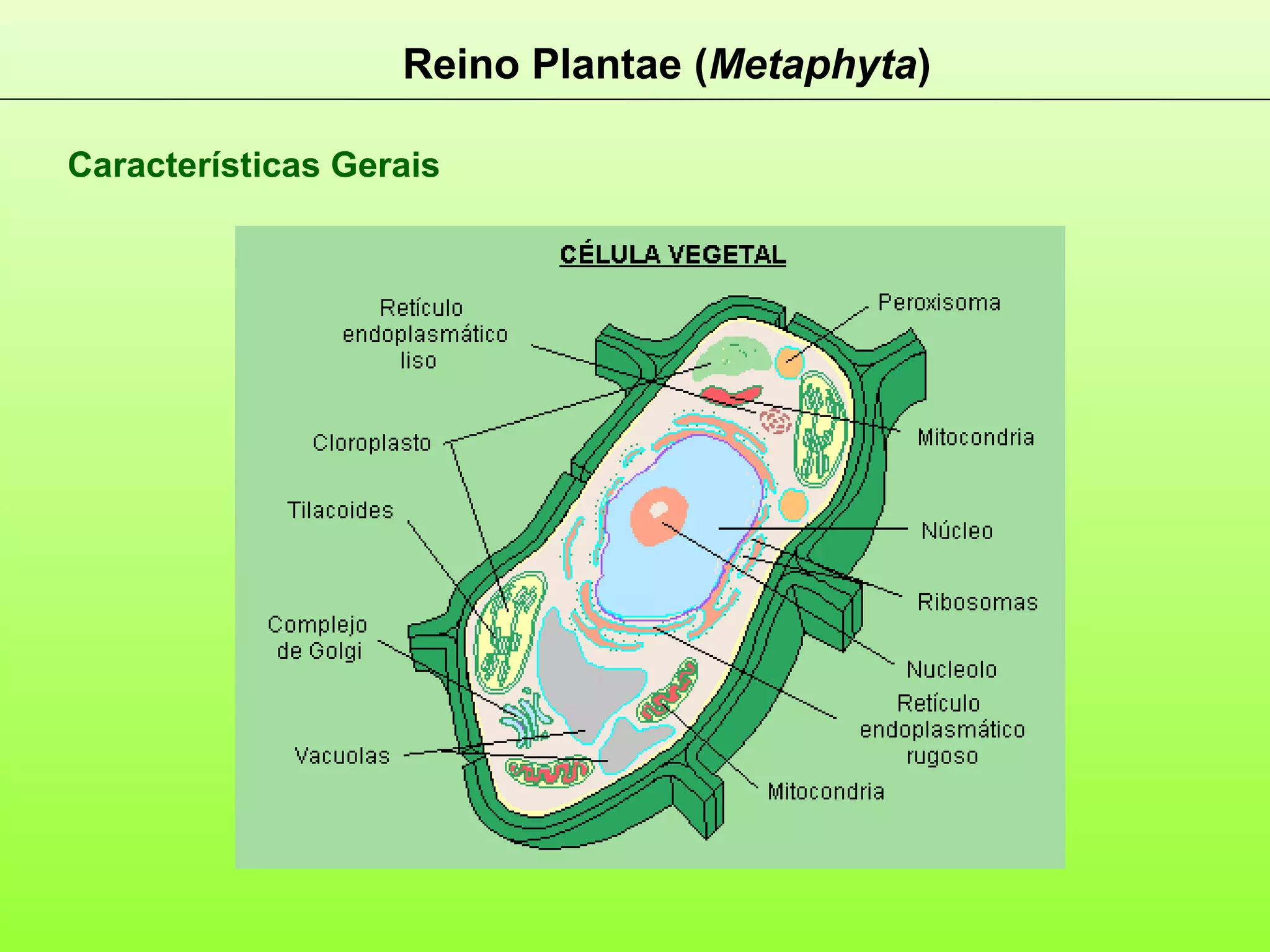 Reino planta (metaphyta) | PPT | Biological Sciences | Science