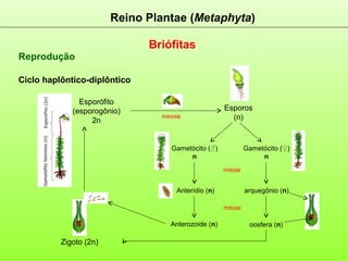 Reino planta (metaphyta) | PPT | Biological Sciences | Science