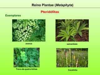 Reino planta (metaphyta) | PPT | Biological Sciences | Science