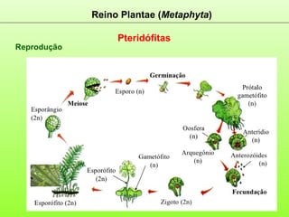 Reino planta (metaphyta) | PPT | Biological Sciences | Science