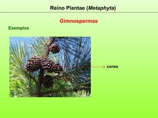 Reino planta (metaphyta) | PPT | Biological Sciences | Science