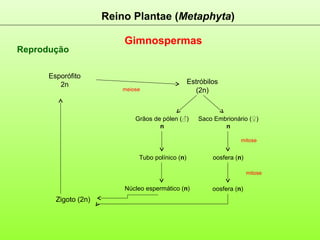Reino planta (metaphyta) | PPT | Biological Sciences | Science
