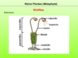 Reino planta (metaphyta) | PPT | Biological Sciences | Science