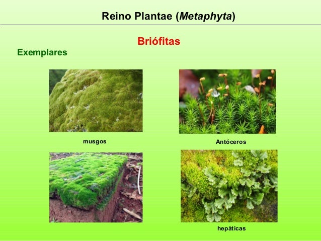 Reino planta (metaphyta)