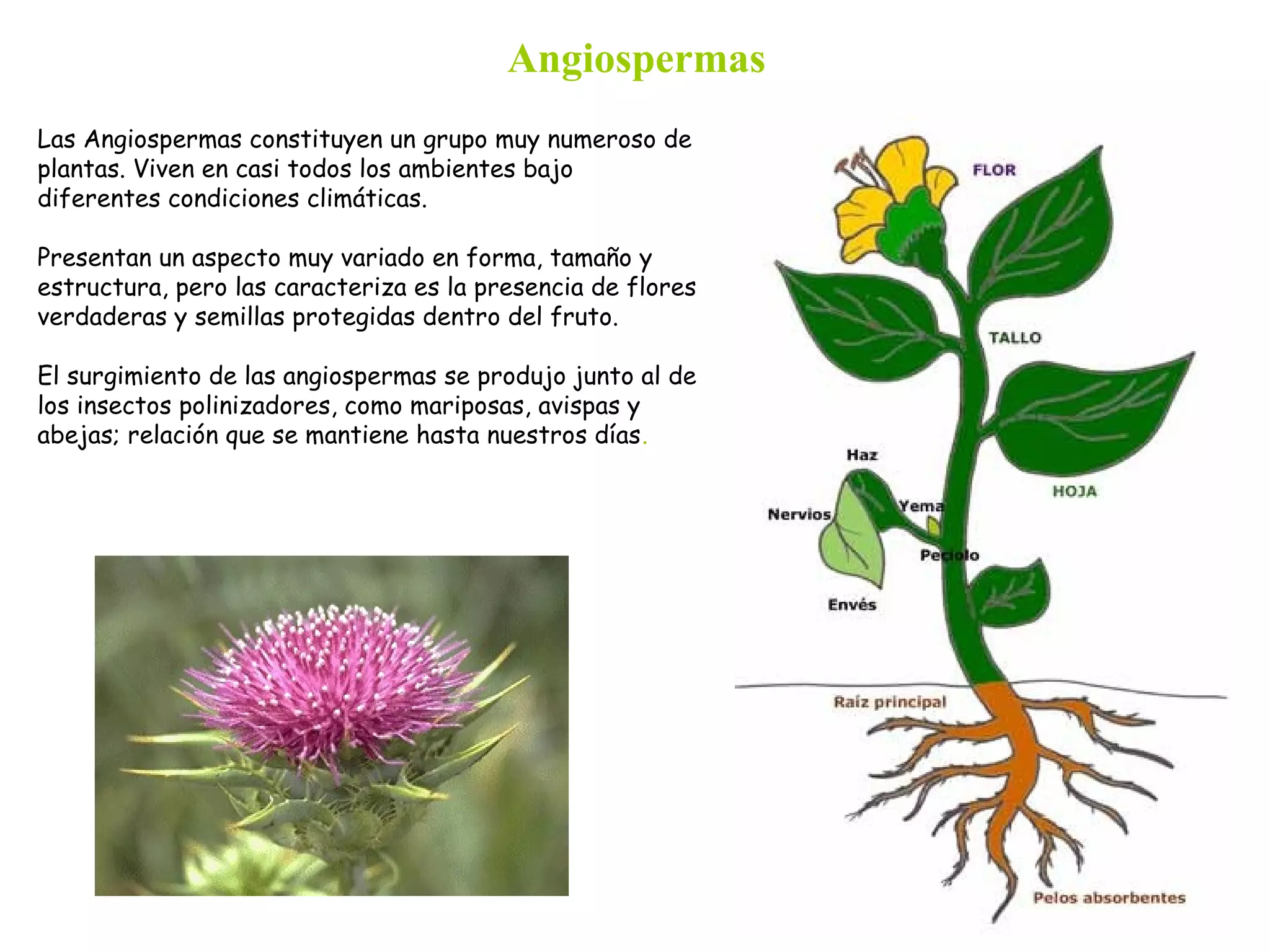 Reinoplantas 090813150042-phpapp02 | PPT