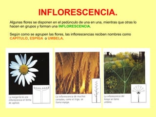 1ºESO: Reino Plantas | PDF