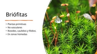 Reino plantas 1 bachillerato clasificacion grupos.pptx
