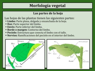 Reino plantas - Introducción y morfología vegetal | PPTX