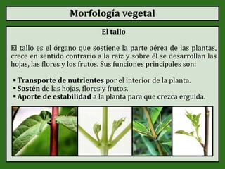 Reino plantas - Introducción y morfología vegetal | PPTX