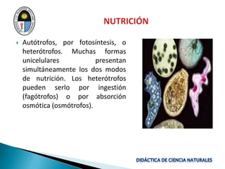 Reino protista | PPTX