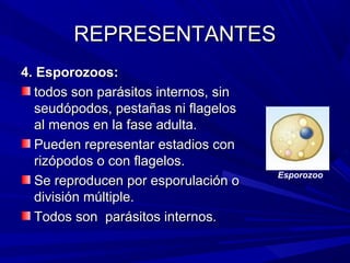 Reino protista | PPT