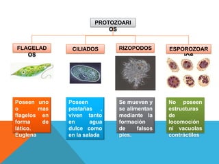 Reino protista | PPTX
