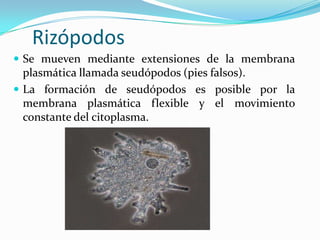 Reino protista | PPTX