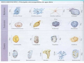 Reino protista | PPTX