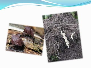 Reino protista | PPTX