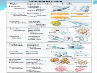 Reino protista | PPTX