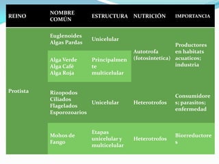 Reino protista | PPTX