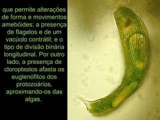 Reino protista | PPT