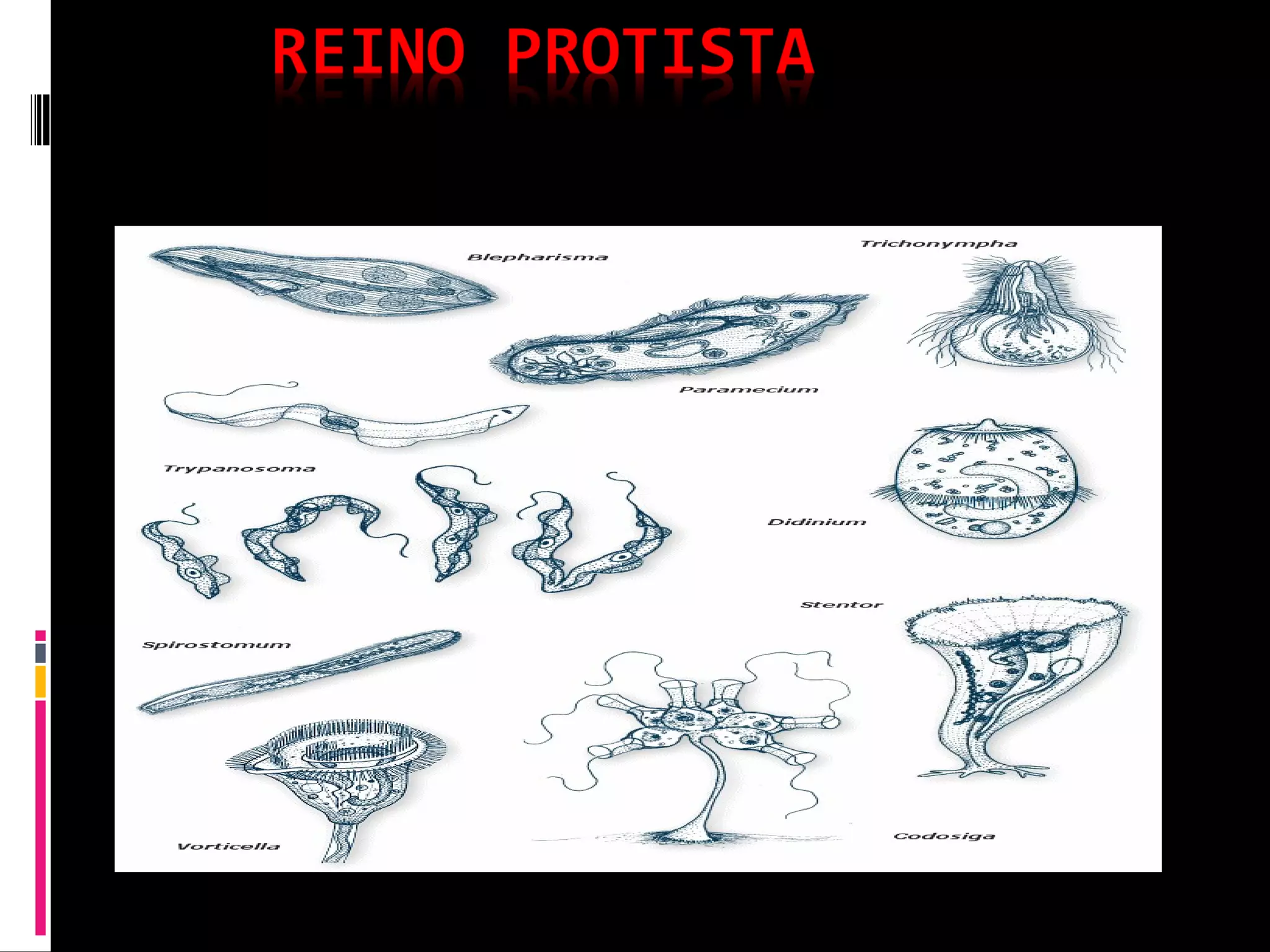 Os principais grupos de protistas | PPT
