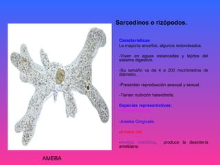REINO PROTISTA | PPT