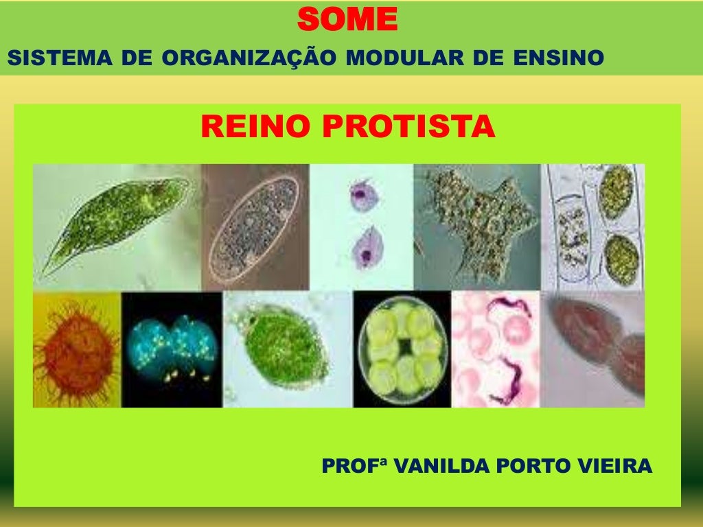 Reino Protista