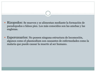 Reino protista | PPTX