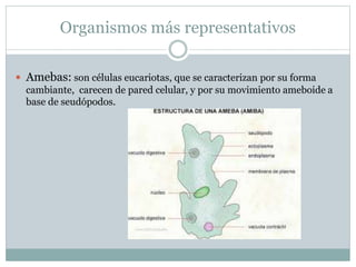 Reino protista | PPTX