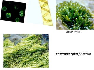 Reino protista | PPT