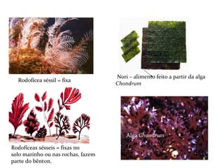 Reino protista | PPT