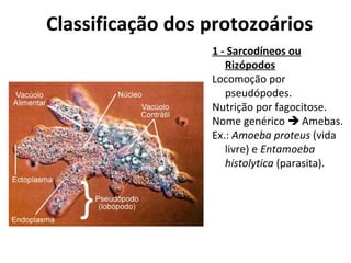 Reino protista | PPT