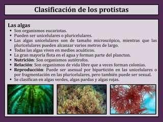 Reino Protista | PDF