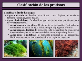 Reino Protista | PDF