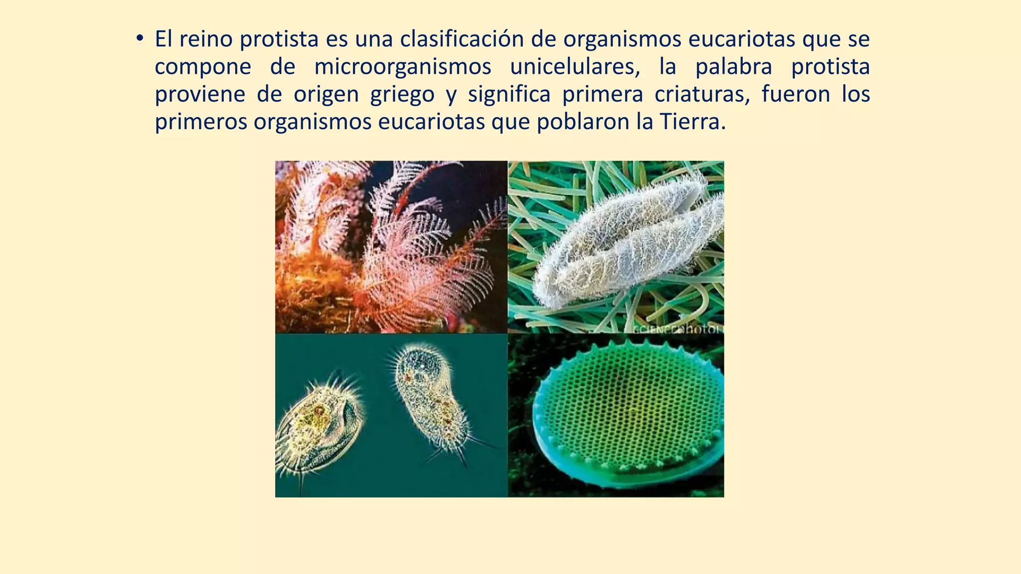 Reino protista | PPTX