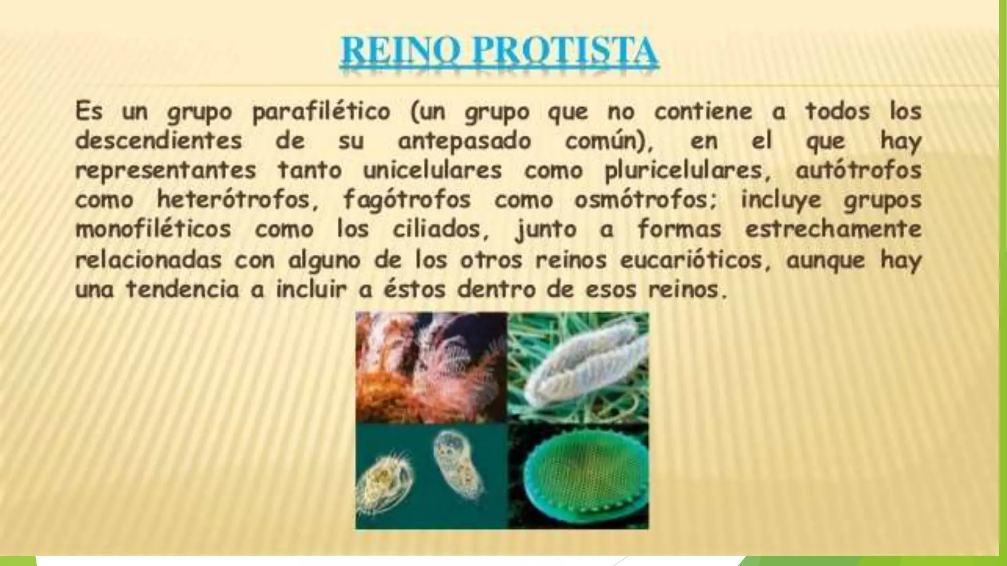 Reino protista | PPT