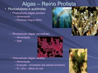 Reino_Protista.pptx.pdf