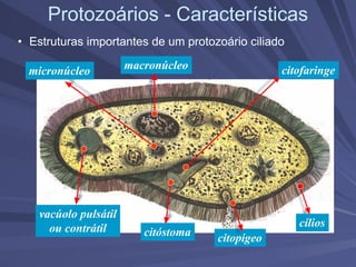 Reino_Protista.pptx.pdf