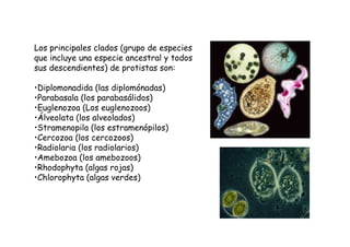 Reino protista (Prof. Verónica Rosso) | PDF