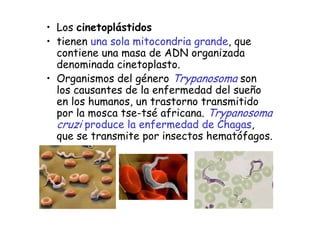 Reino protista (Prof. Verónica Rosso) | PDF