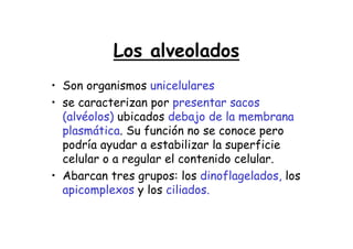 Reino protista (Prof. Verónica Rosso) | PDF