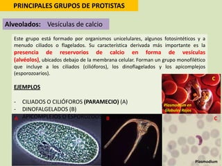 Reino protista o protoctistas | PPTX