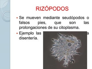 Reino protista y fungi | PPTX